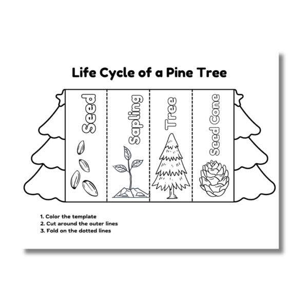 Cut & Color: Christmas Tree Life Cycle - Digital Bakerie Shop