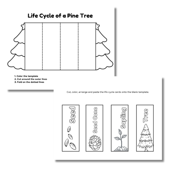 Cut & Color: Christmas Tree Life Cycle - Digital Bakerie Shop