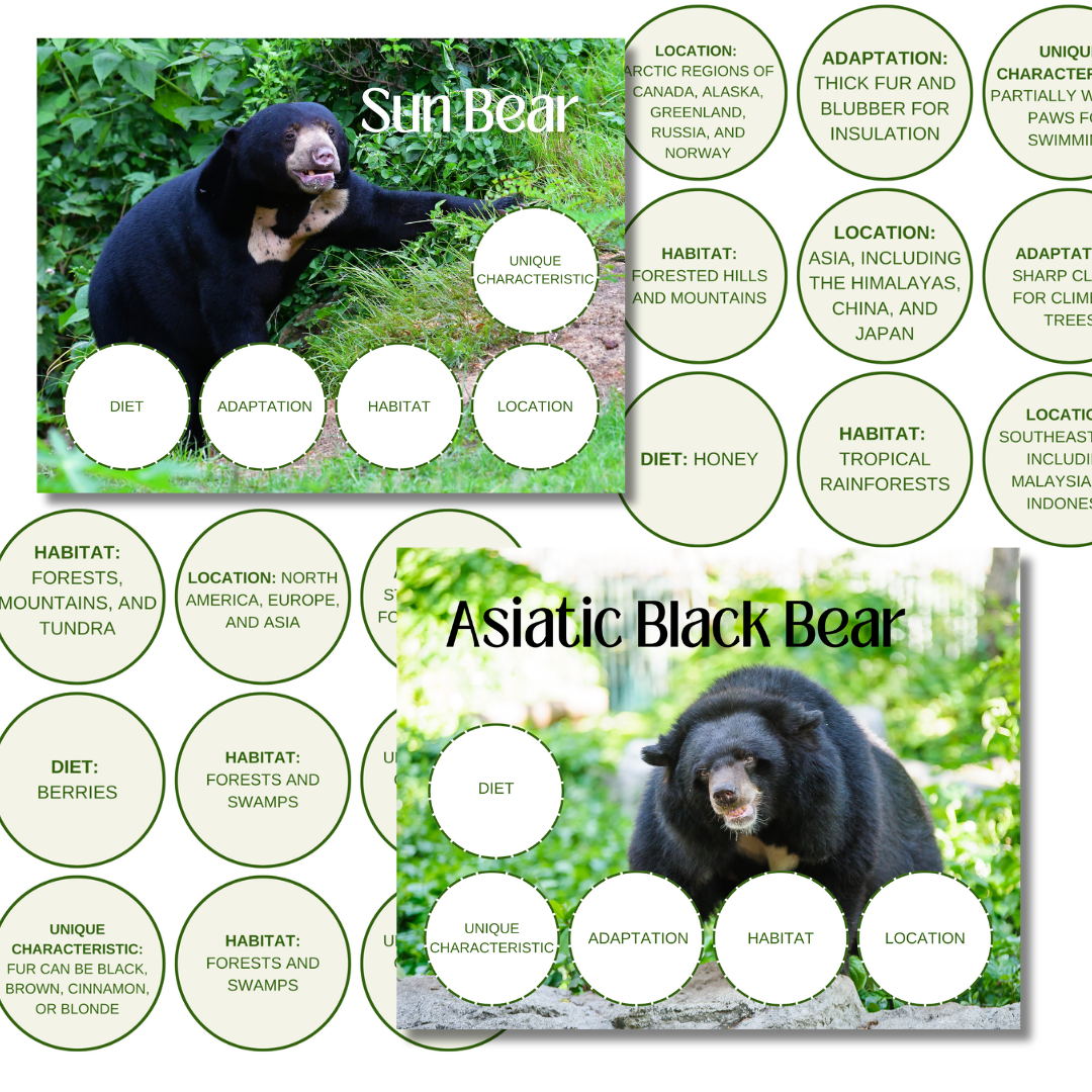 Bears Unit Study - Digital Bakerie Shop