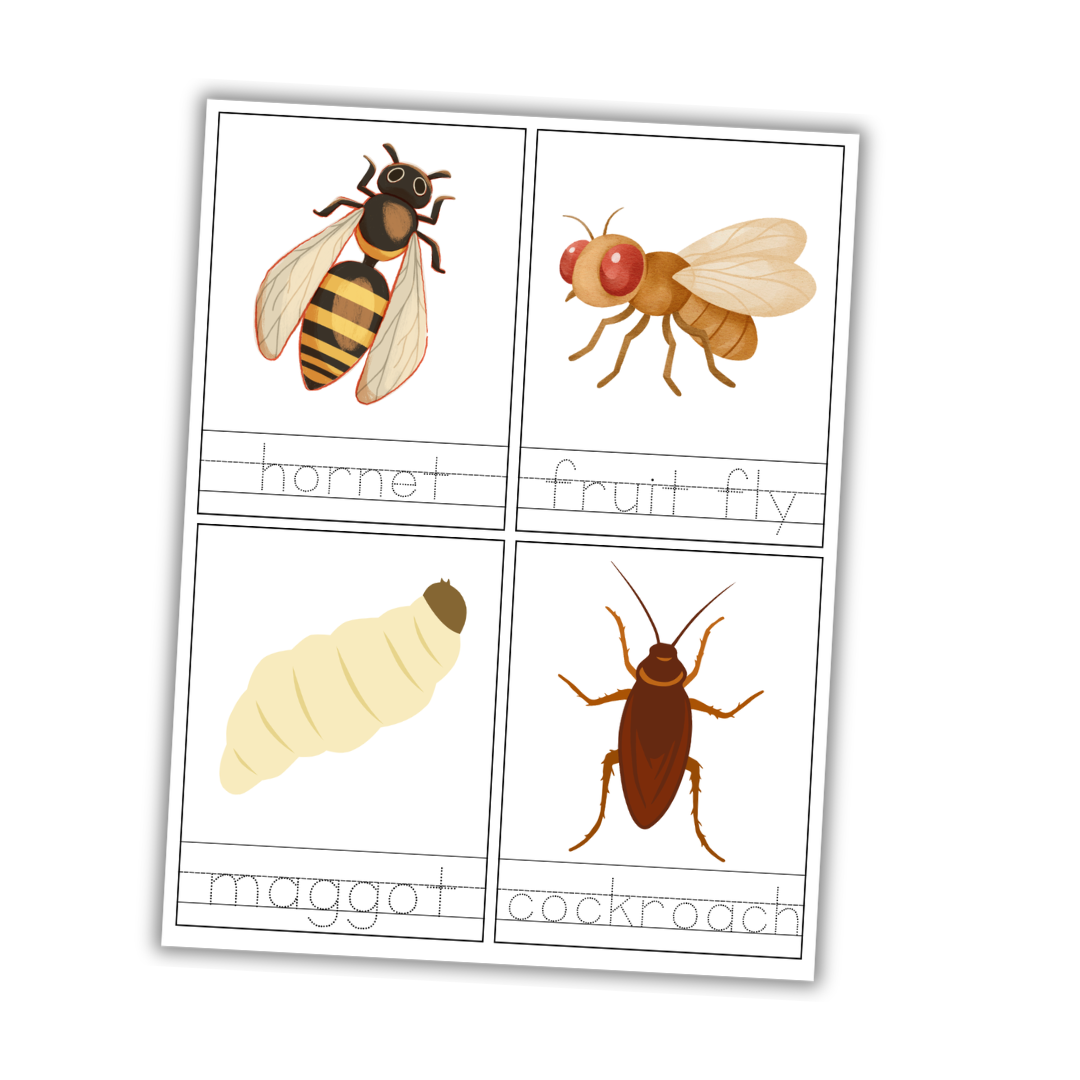 Insect Tracing Cards - Digital Bakerie Shop